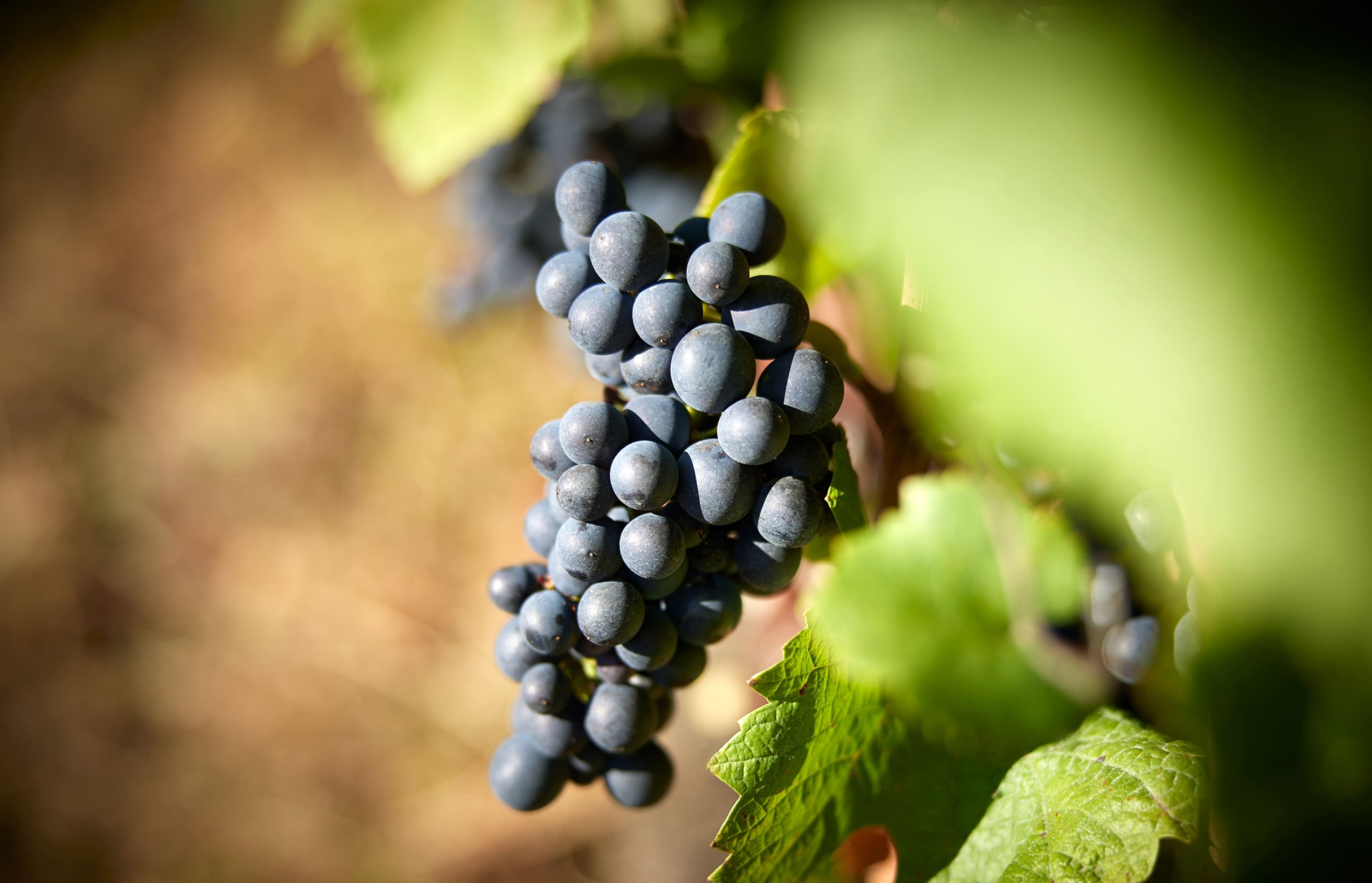 Domaine Georges Roumier à Chambolle-Musigny